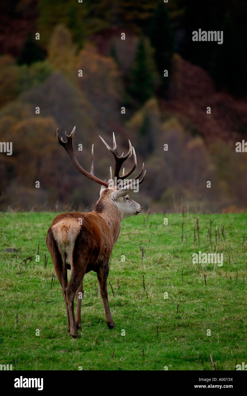 Old Red Deer Stag, Glen Lyon, Perth and Kinross, Scotland UK Europe ...