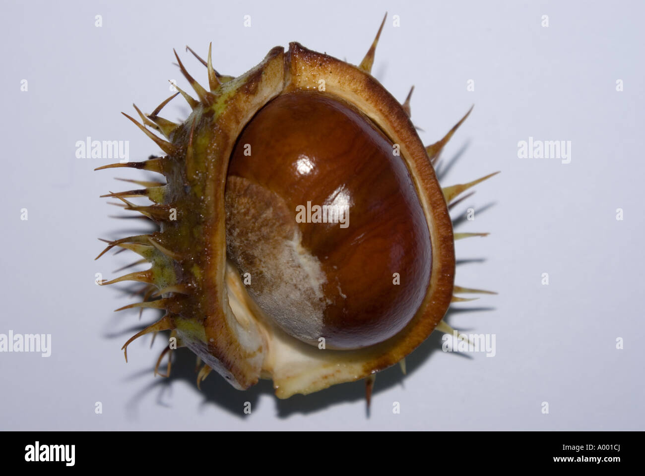 Horse Chestnut conker Aesculus hippocastanum Stock Photo - Alamy