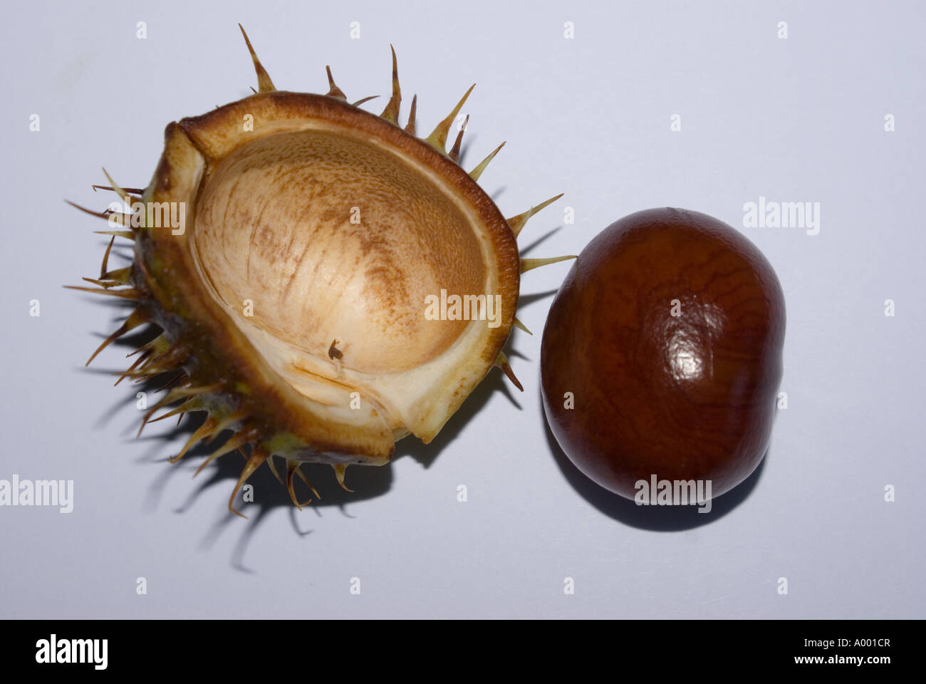 Horse Chestnut Conker Aesculus hippocastanum Stock Photo - Alamy