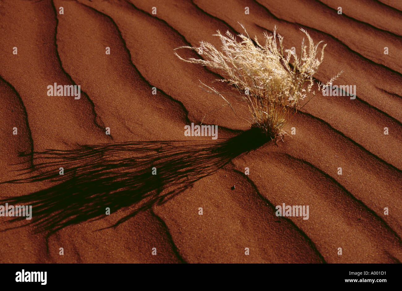 Sand structures desert Namib Namibia Stock Photo - Alamy