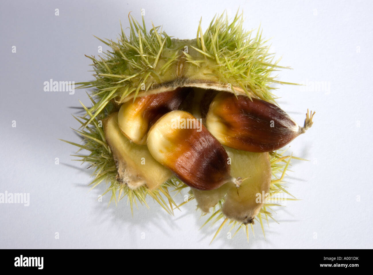 Seed pod emerging hi-res stock photography and images - Alamy