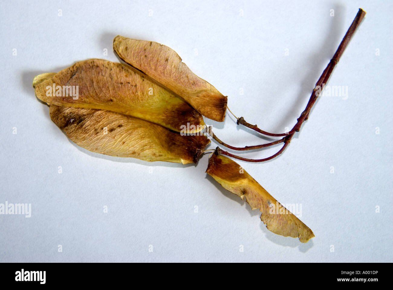 Sycamore Tree Fruits winged seeds dispersed by wind Acer pseudoplatanus ...