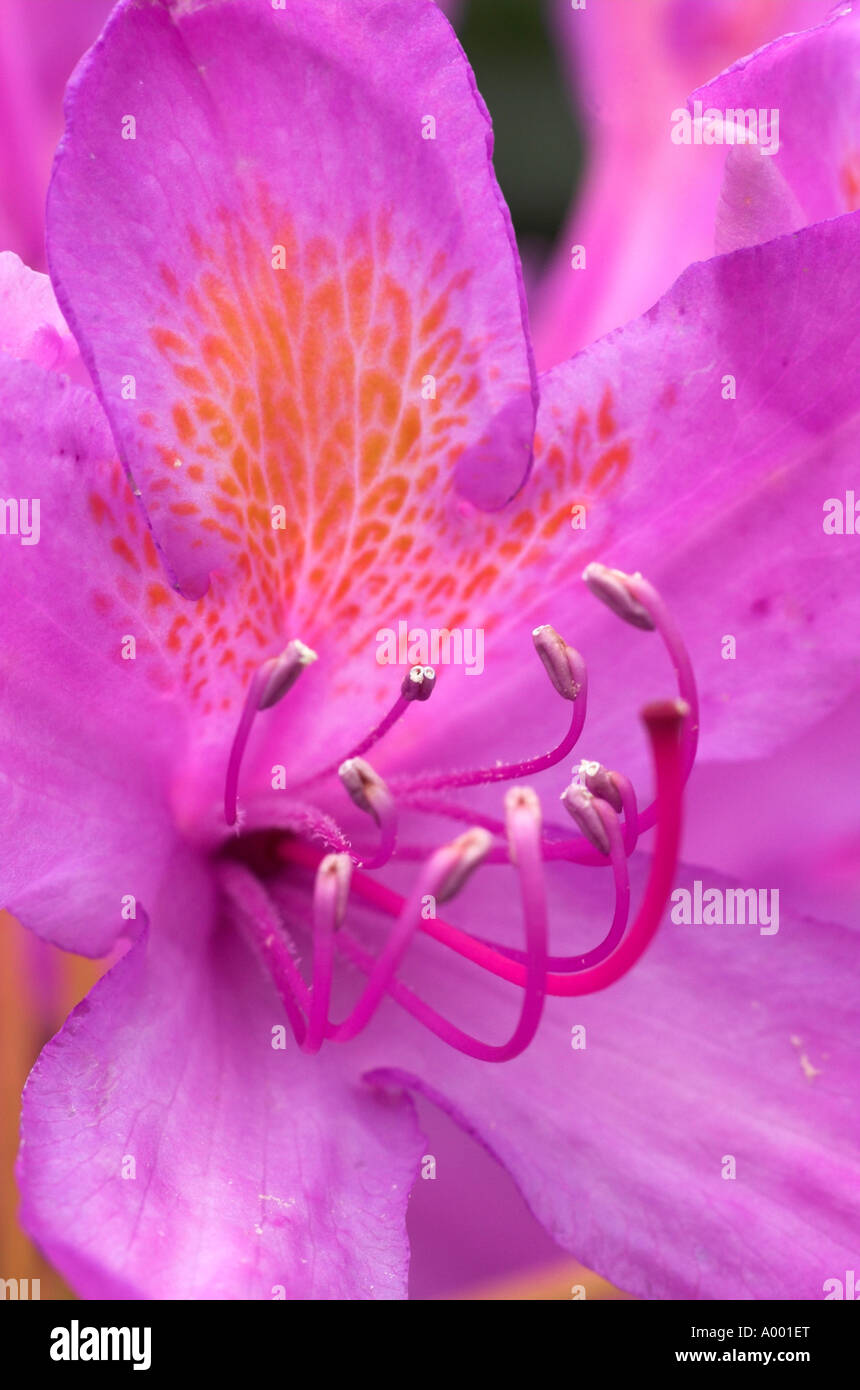 Septicidal Capsule High Resolution Stock Photography and Images - Alamy