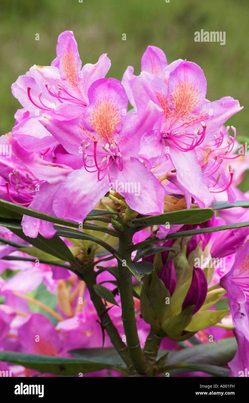 Septicidal capsule hi-res stock photography and images - Alamy