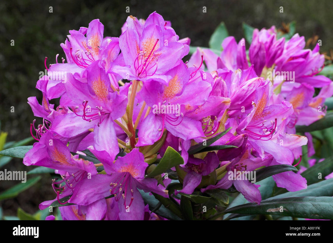 Septicidal Capsule High Resolution Stock Photography and Images - Alamy
