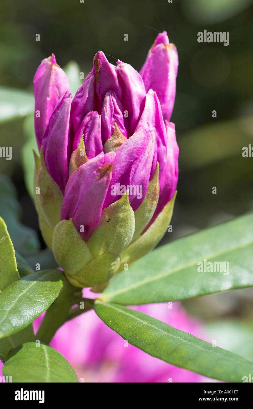 Flowering fauna hi-res stock photography and images - Alamy