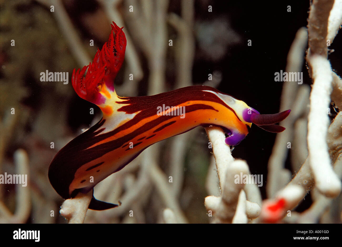 Nembrotha megalocera Endemic Sea slug Egypt Sha ab Mahlai Red Sea Stock ...