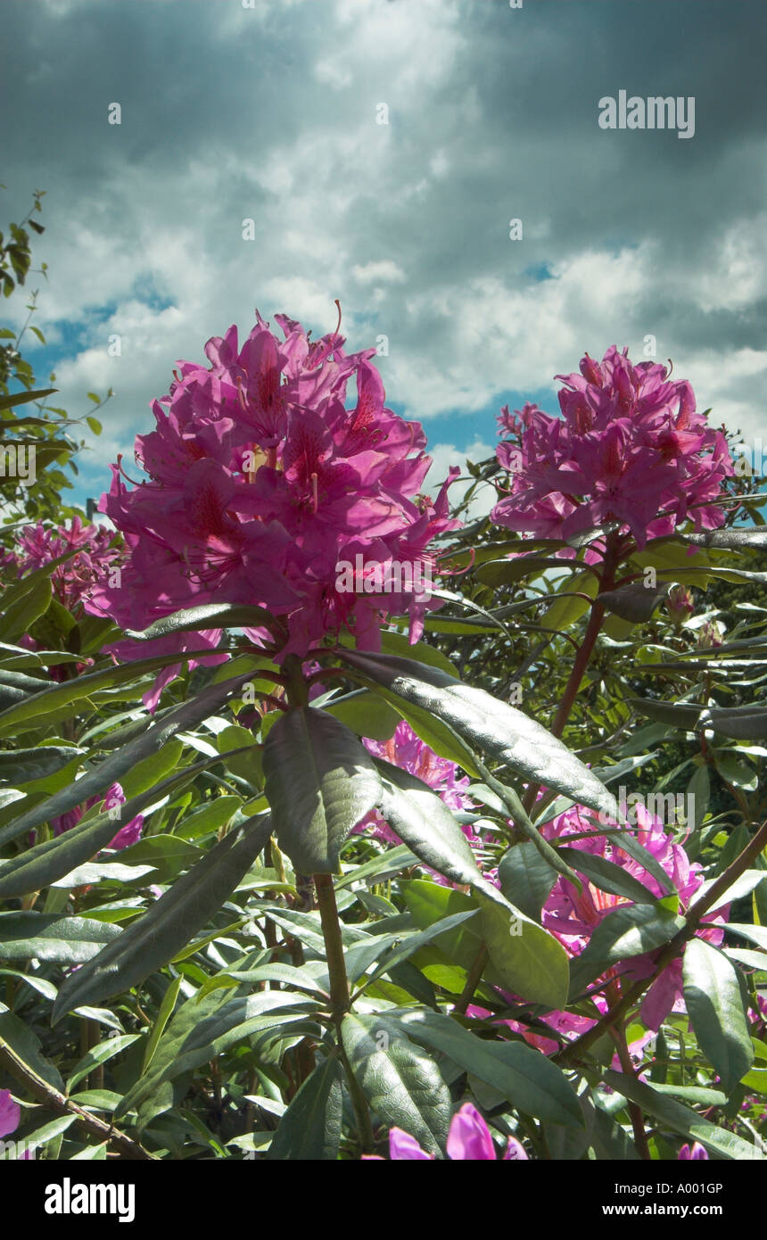 Septicidal hi-res stock photography and images - Alamy