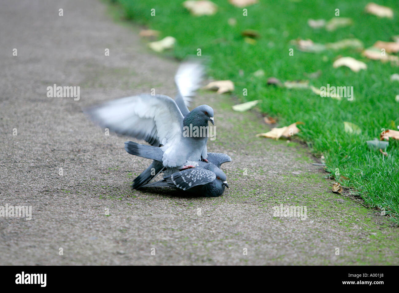 Turtle dove suitor natural close up birds bird flu pigeon wildlife wild ...