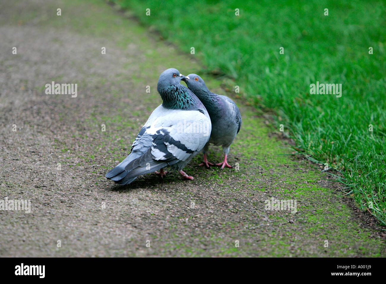 Feral pigeon london lawn hi-res stock photography and images - Alamy