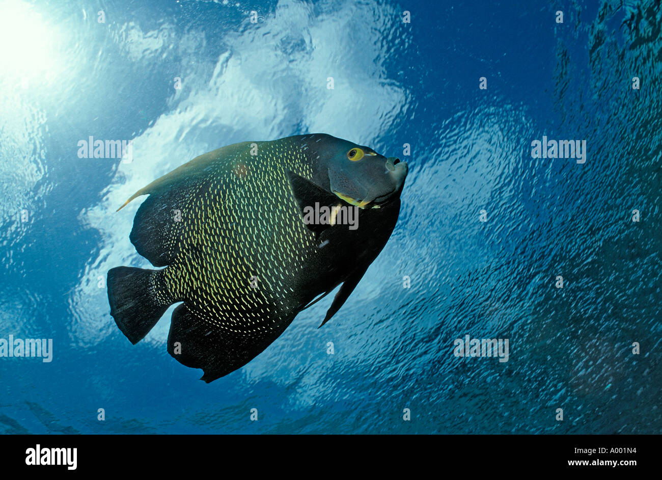 Bvi angelfish hi-res stock photography and images - Alamy