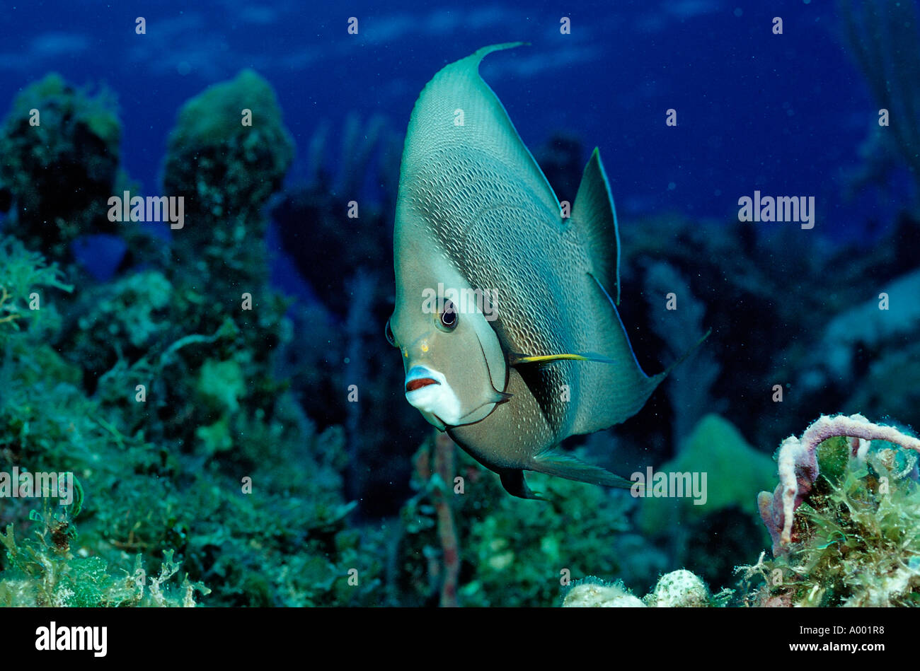 Bvi angelfish hi-res stock photography and images - Alamy