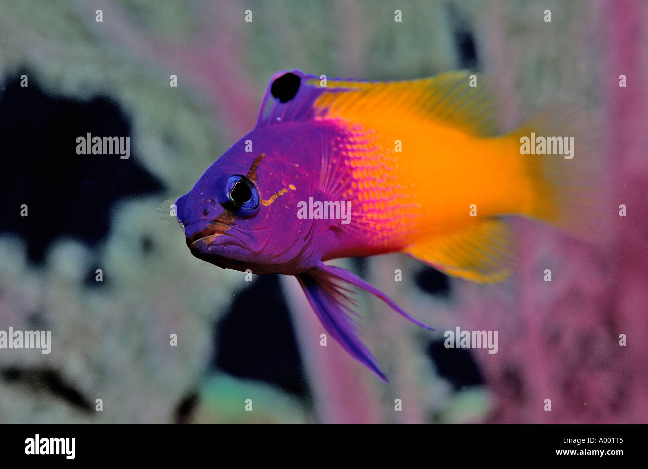 Royal gramma fairy basslets Gramma loreto British Virgin Islands BVI ...