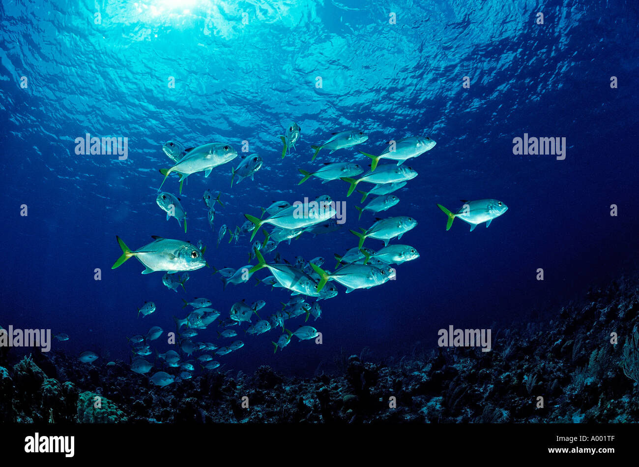 Horse eye trevally Caranx latus British Virgin Islands BVI Caribbean ...