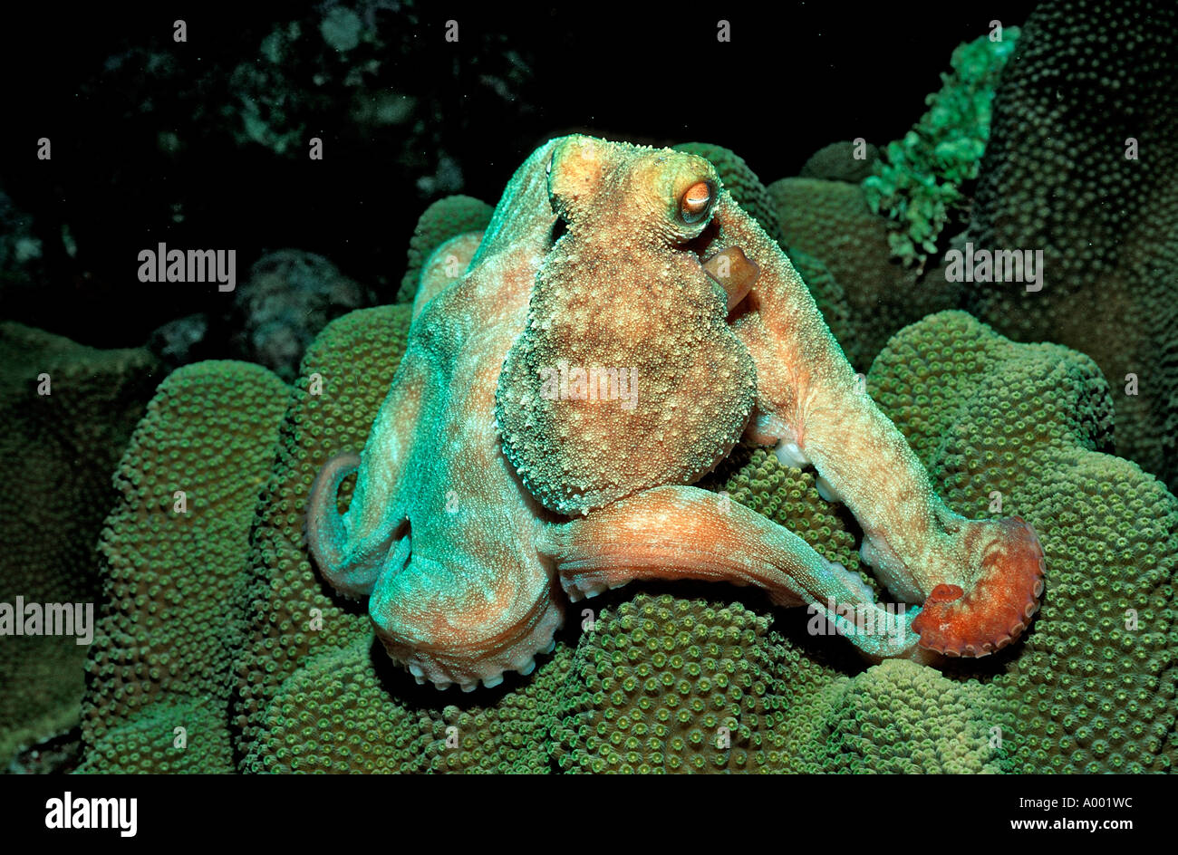 Octopus vulgaris arms hi-res stock photography and images - Alamy