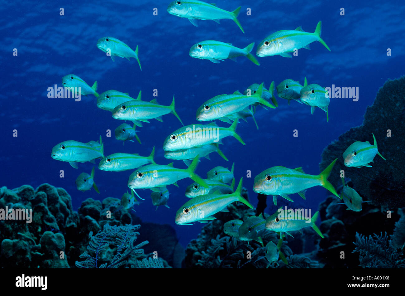 Bvi underwater fish hi-res stock photography and images - Alamy