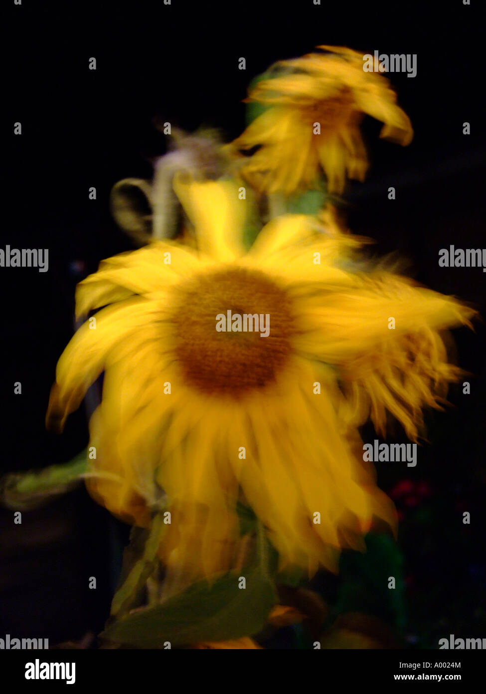 Dying flowers hi-res stock photography and images - Alamy