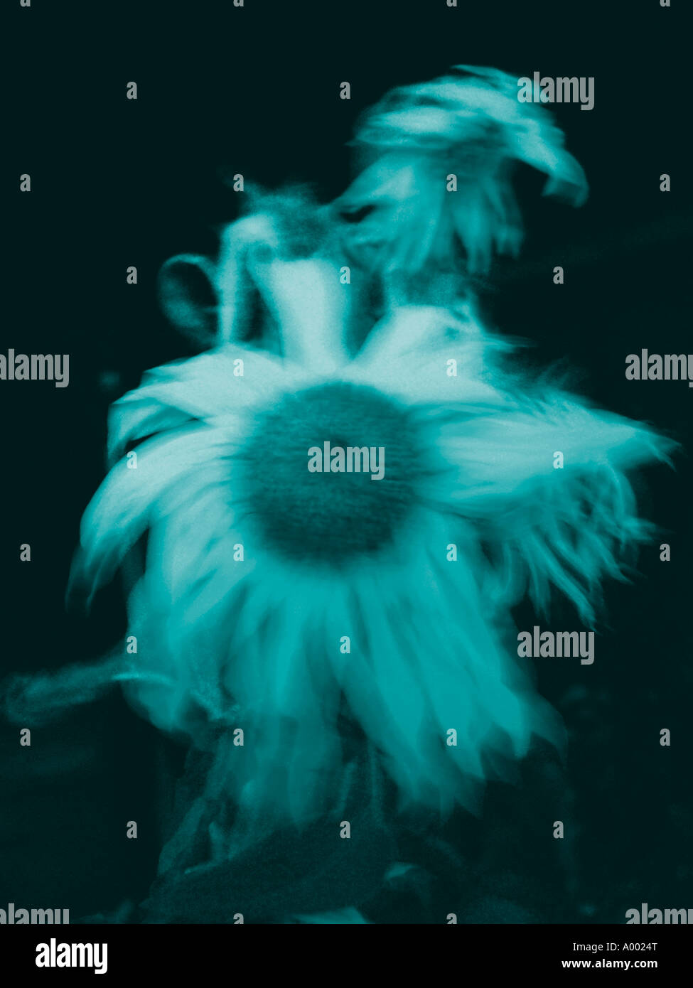 Dying flowers hi-res stock photography and images - Alamy