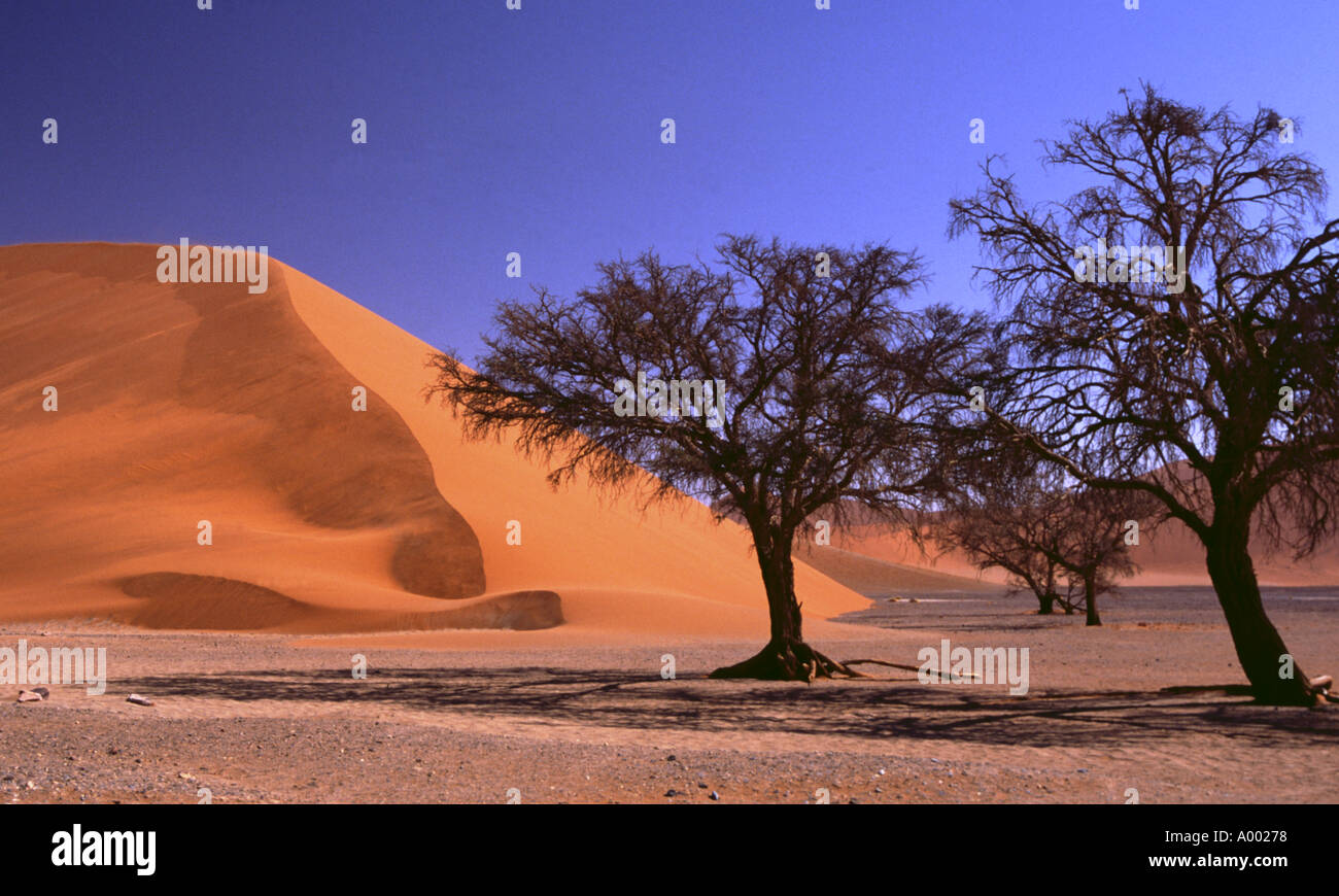 Trees in the Namib desert Namibia Stock Photo - Alamy