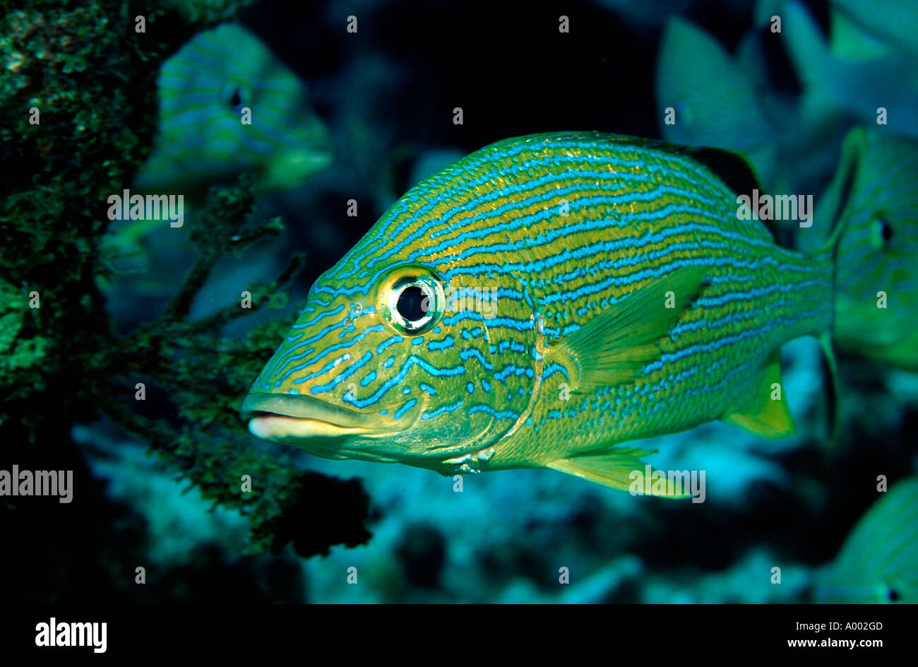Bvi underwater fish hi-res stock photography and images - Alamy