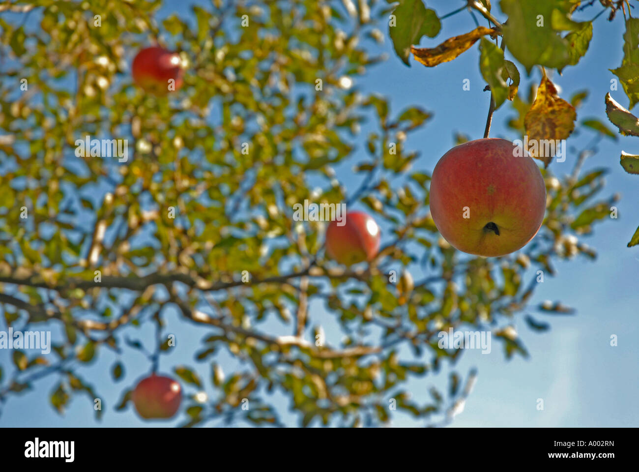 Apples hanging from tree hi-res stock photography and images - Alamy