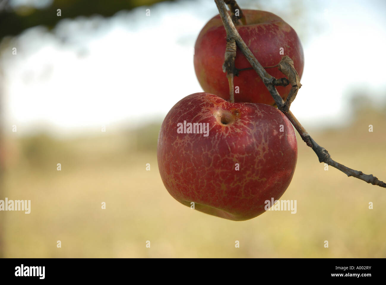 Apples hanging from tree hi-res stock photography and images - Alamy