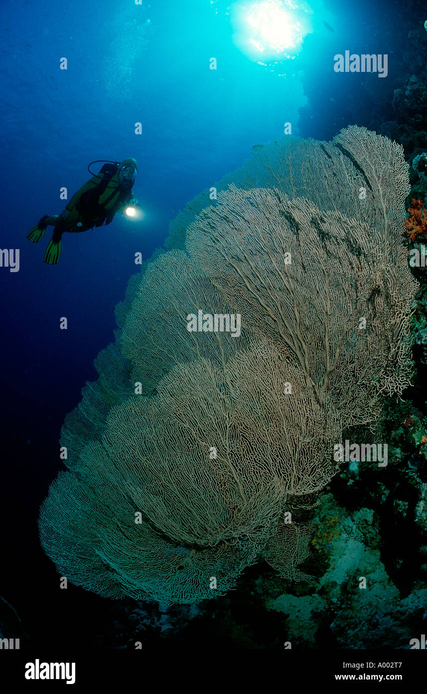 Diver gorgonian corals egypt hi-res stock photography and images - Alamy
