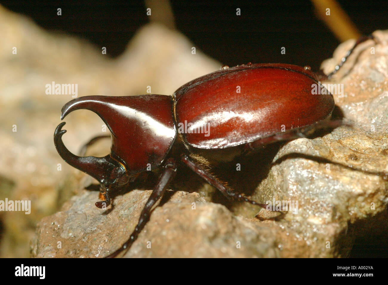 Strange beetle species hi-res stock photography and images - Alamy