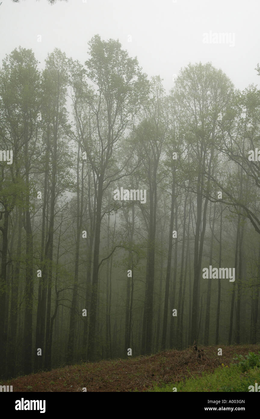 Mist Trees Forrest North Carolina Stock Photo - Alamy