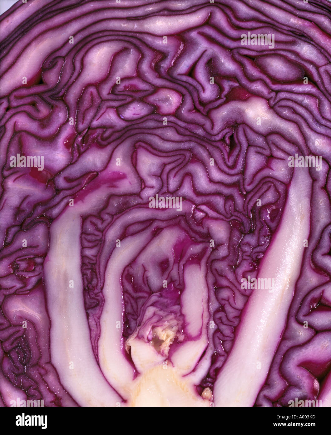Cross section of a red cabbage Stock Photo - Alamy