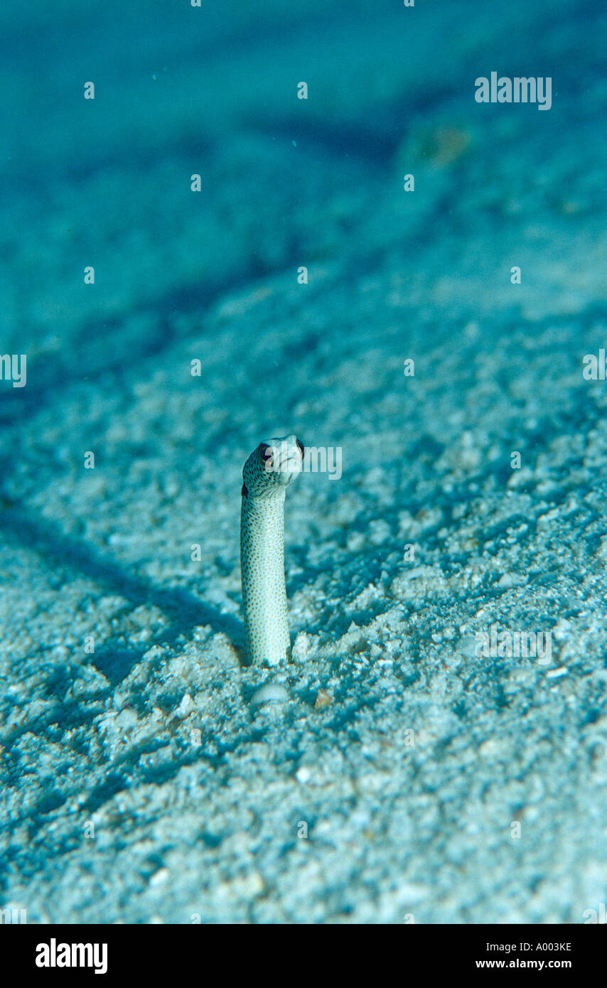 Spotted garden eel Heteroconger hassi Maldives Islands Indian ocean ...