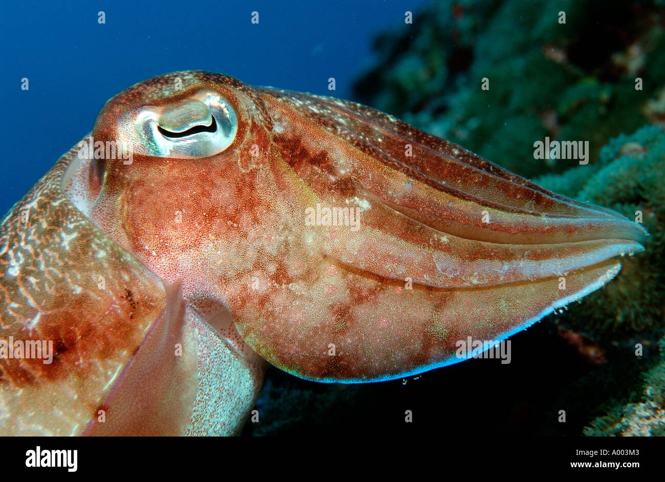 PHARAOH CUTTLEFISH Sepia phoraonis Maldives Islands Indian ocean Stock ...