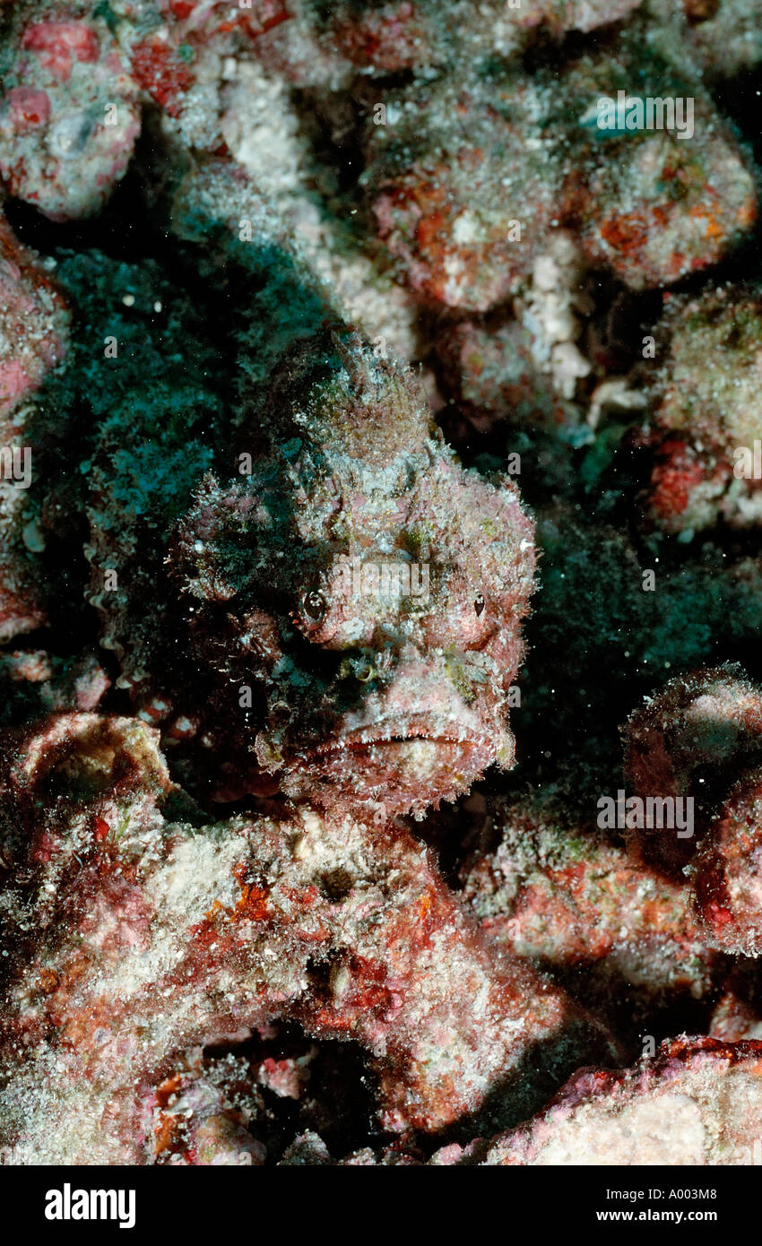 Flasher scorpionfish Scorpaenopsis macrochir Maldives Islands Indian ...