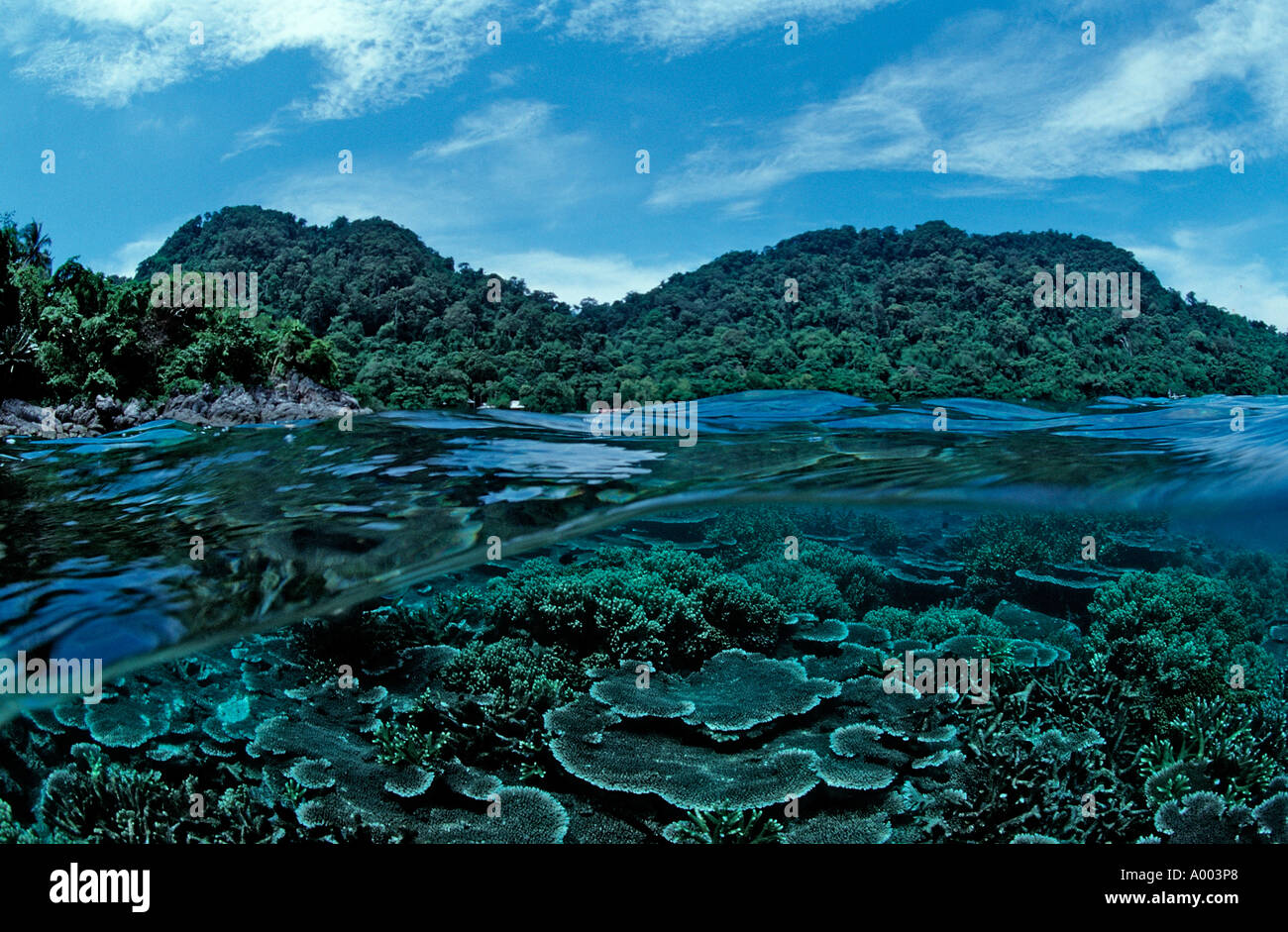 coral reef Malaysia Pulau Tenggol South chinese sea Stock Photo - Alamy