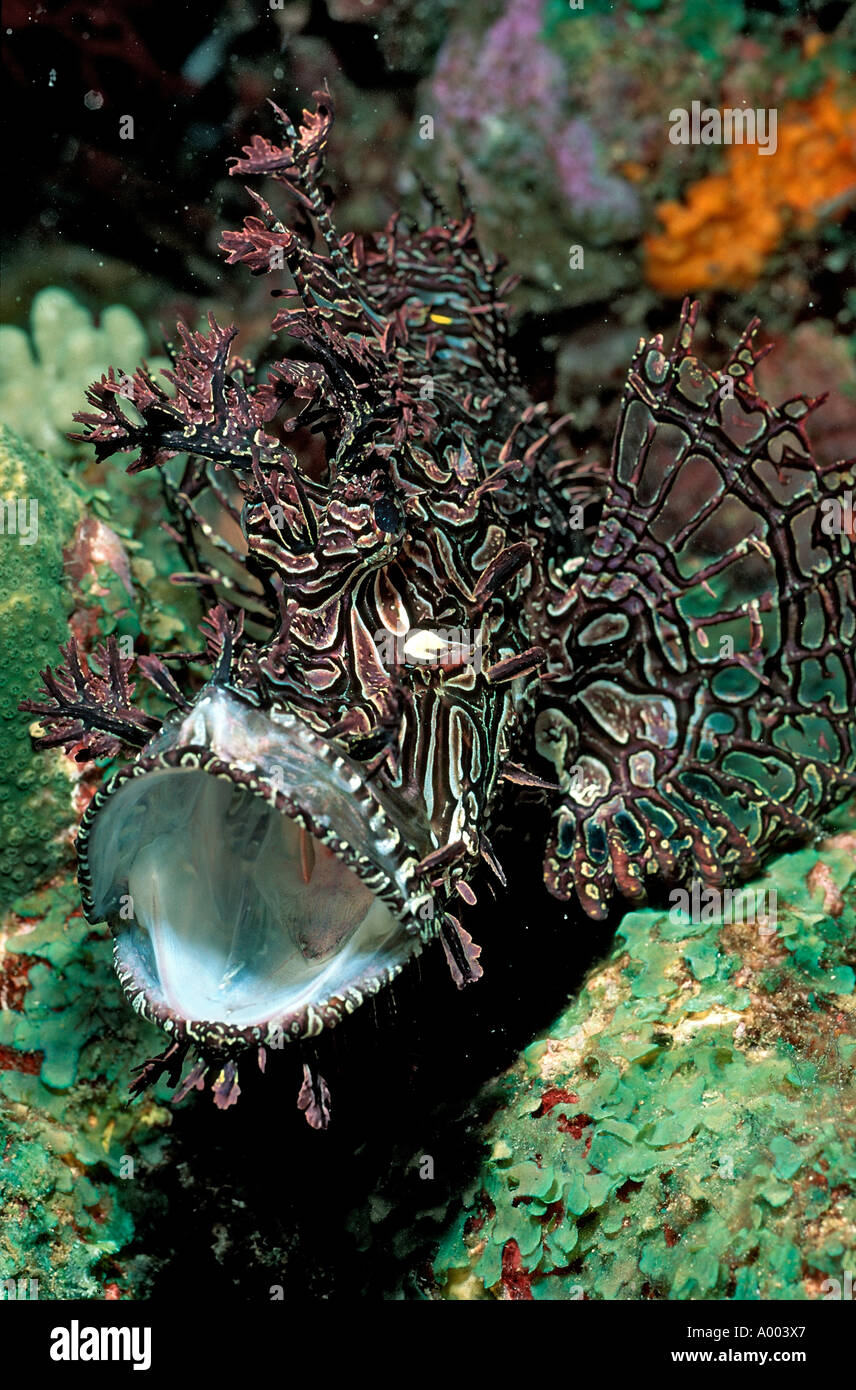 Merlet s scorpionfish Rhinopias aphanes Australia Pacific Ocean Coral ...