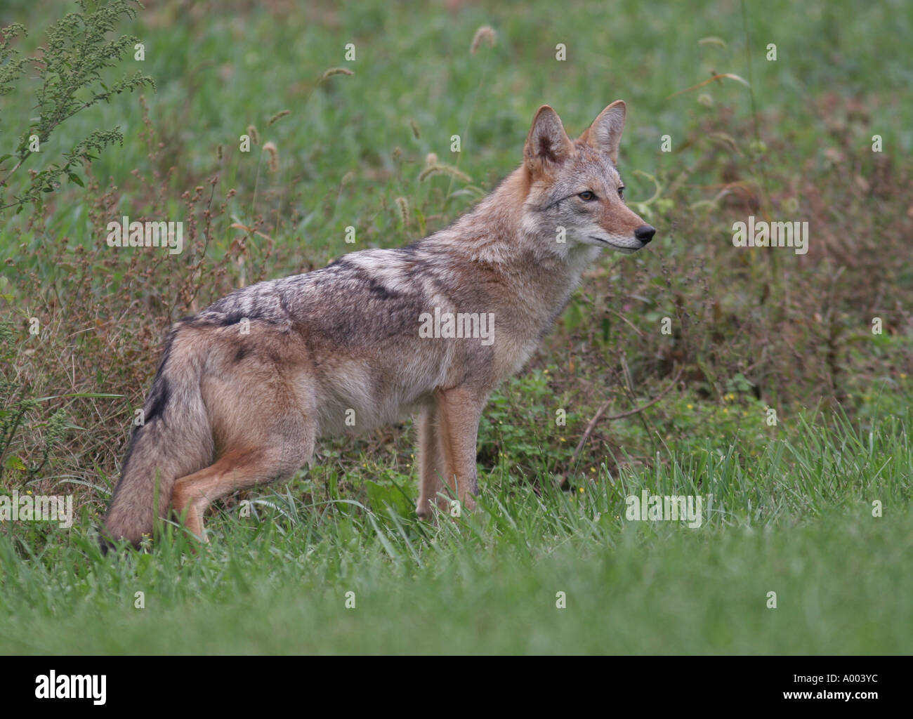 coyote farm field hay ohio united states predator canine hunt hunting ...
