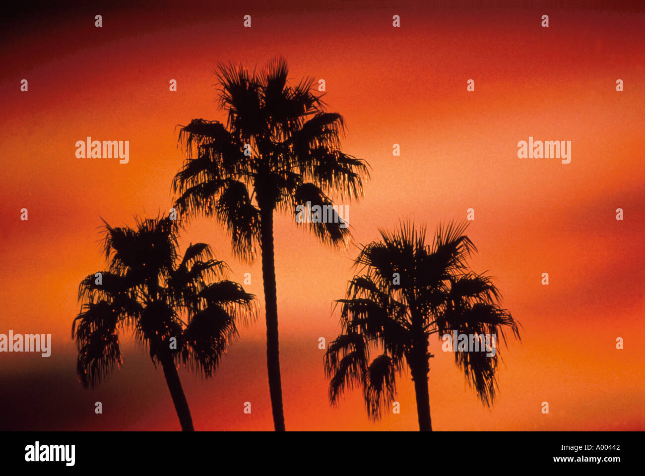 Palm Trees silhouette sunset Stock Photo - Alamy