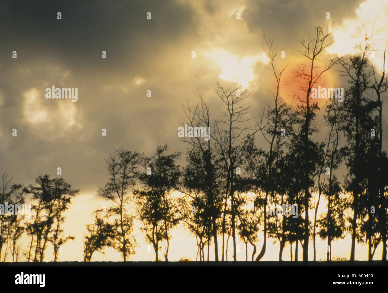 Dramatic storm clouds blow over setting sun with trees in rising mist ...