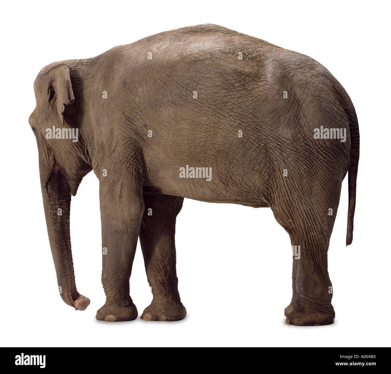 Elephant side view hi-res stock photography and images - Alamy