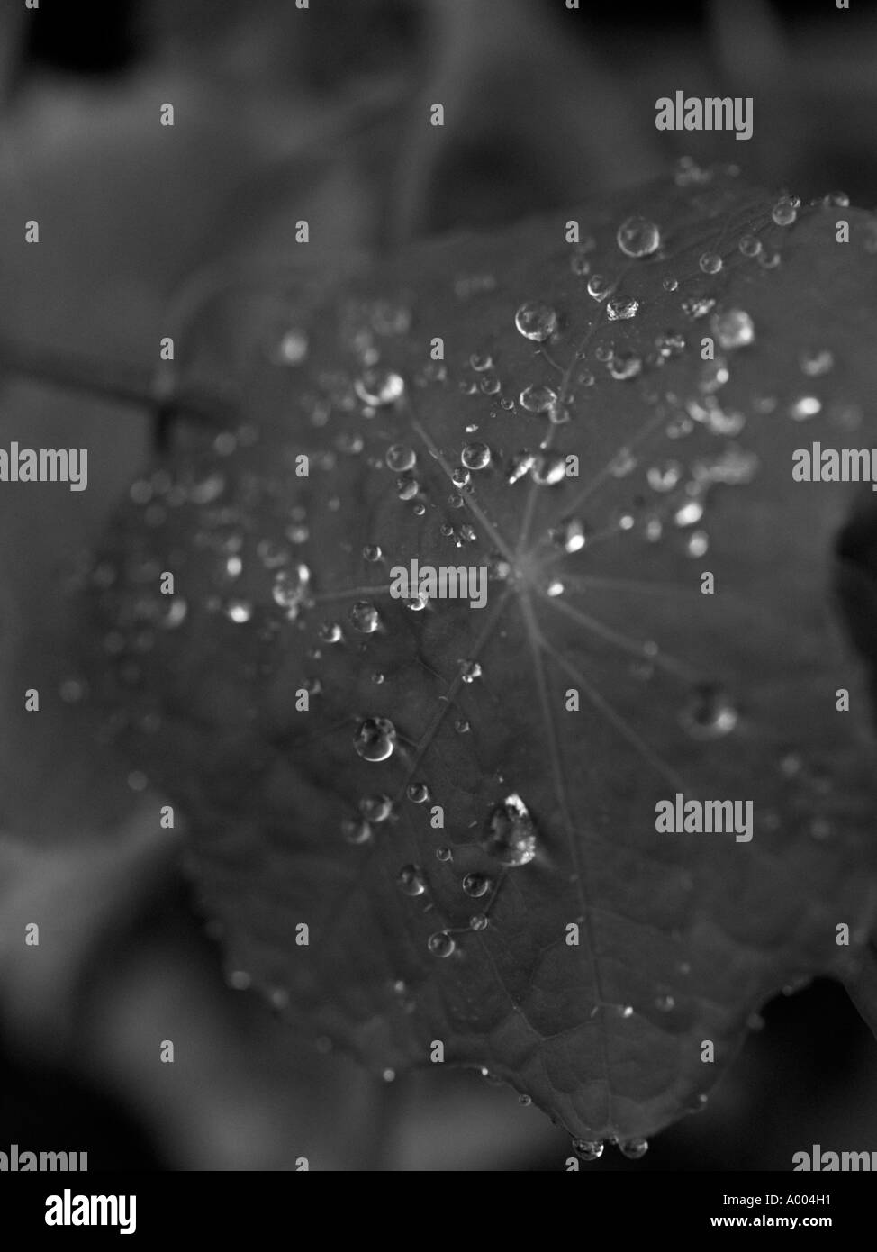 Ice crystals form on the leaves of a plant in the winter frost Stock ...