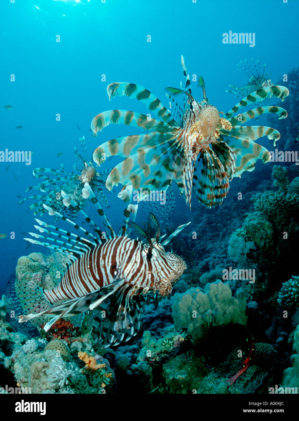 Hurghada sea animals hi-res stock photography and images - Alamy