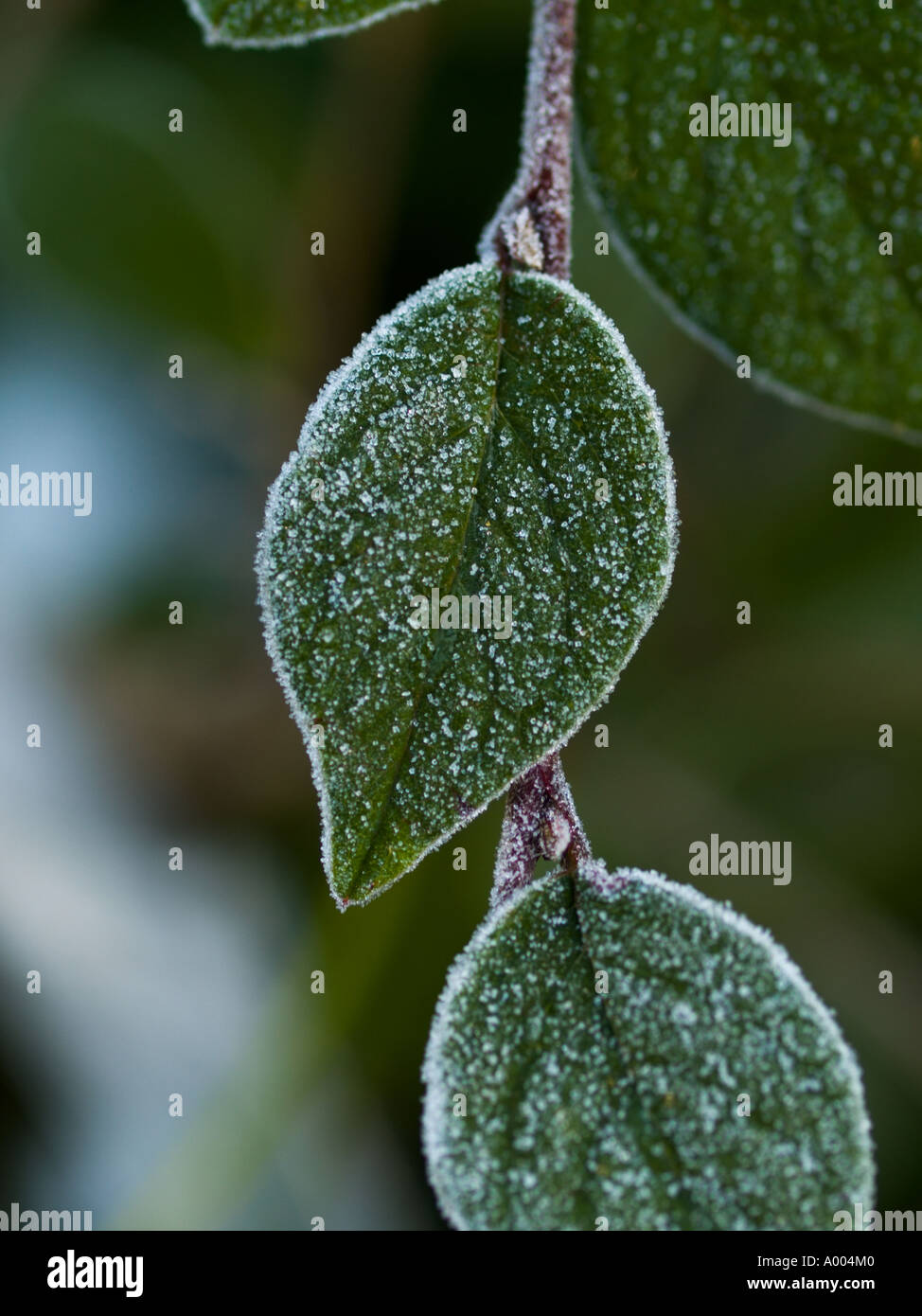 Ice crystals form on the leaves of a plant in the winter frost Stock ...