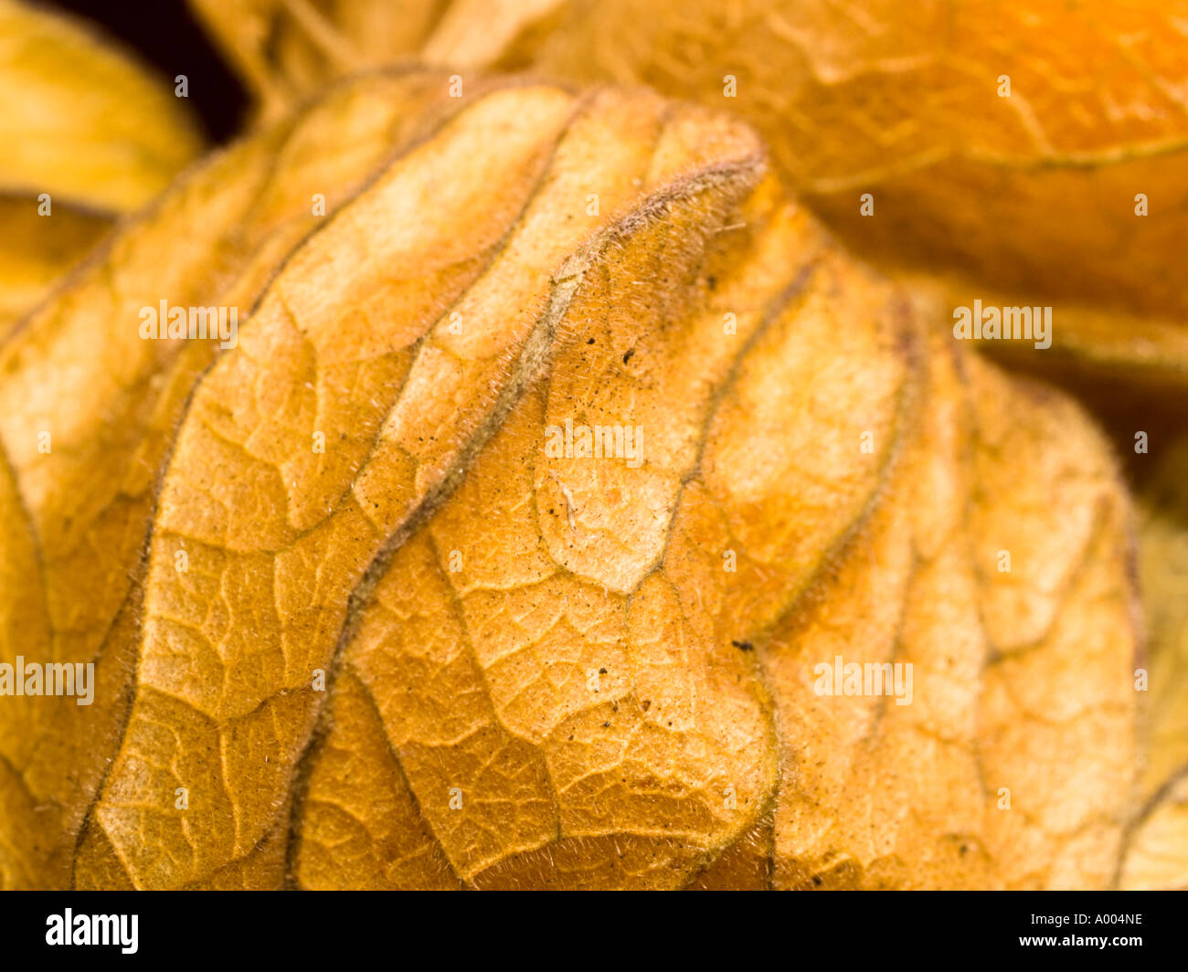A close up view of the papery husk of a physalis fruit cape gooseberry ...