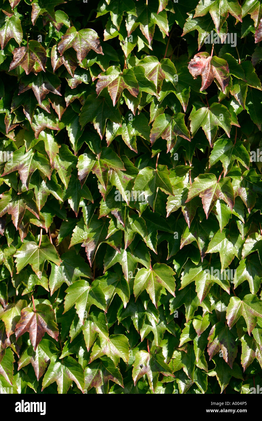 Ivy damage hi-res stock photography and images - Alamy
