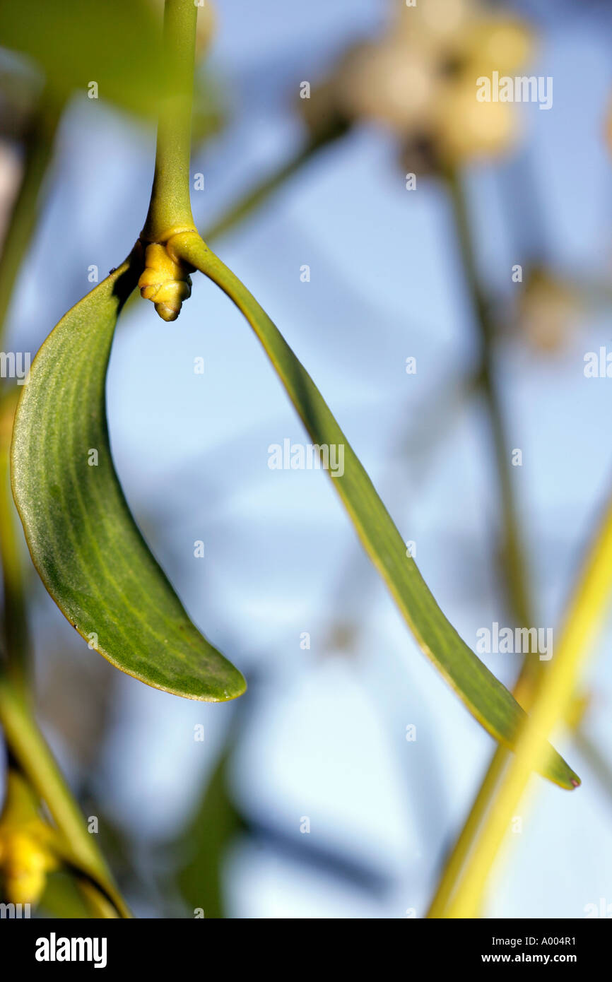 Mistletoe icon hi-res stock photography and images - Alamy