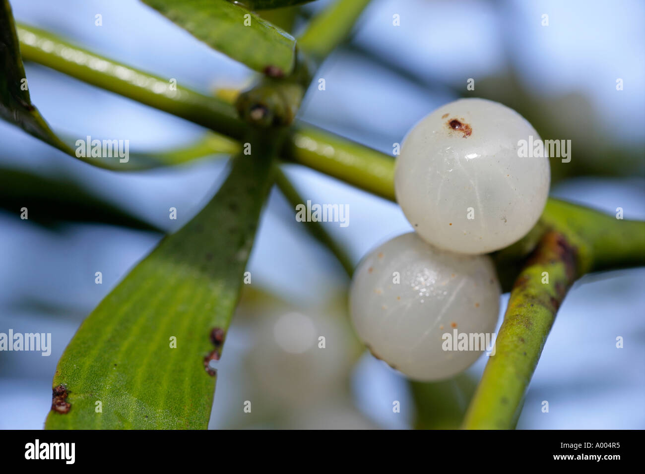Mistletoe icon hi-res stock photography and images - Alamy
