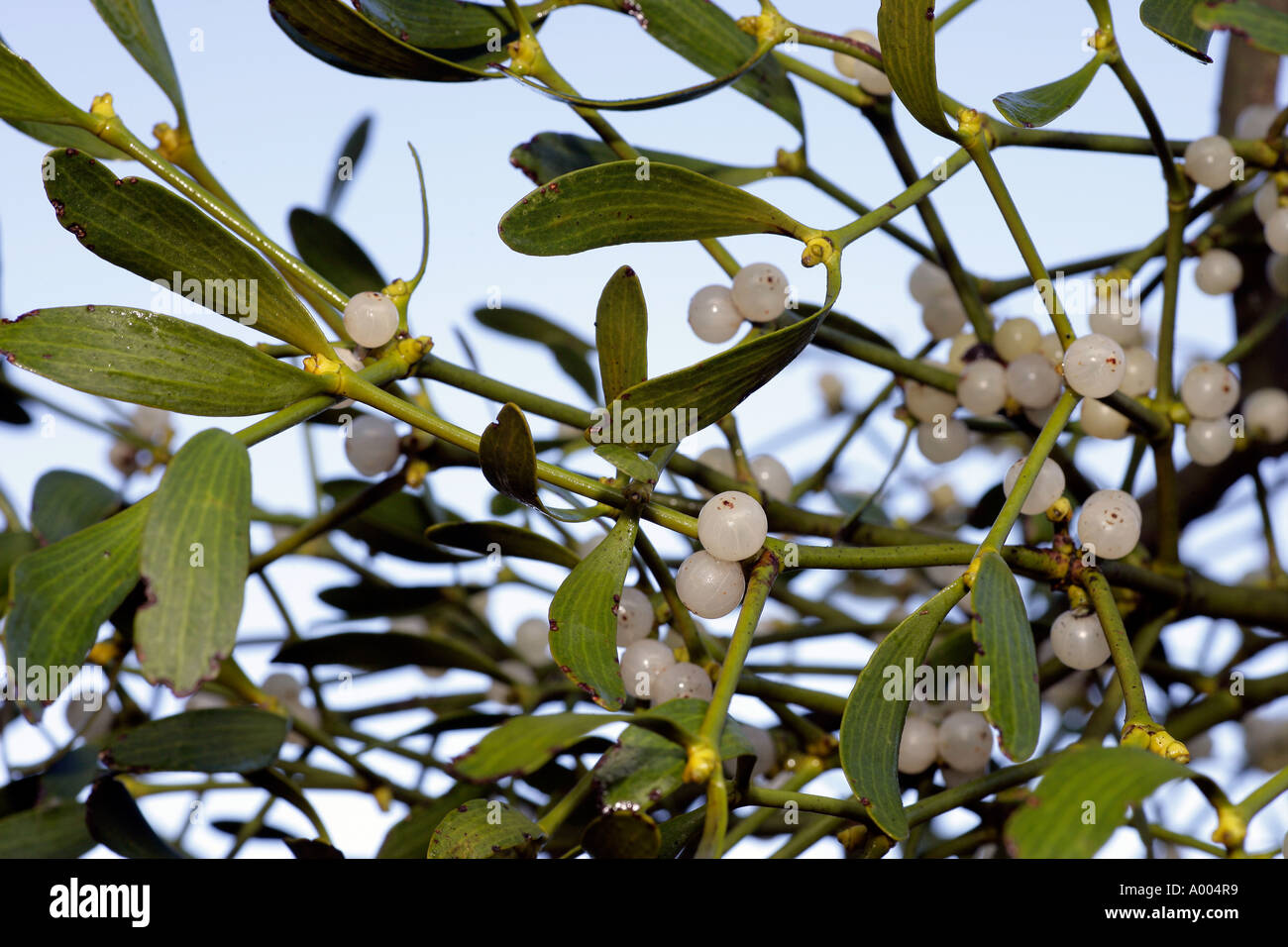 Kissing under mistletoe tradition hi-res stock photography and images ...