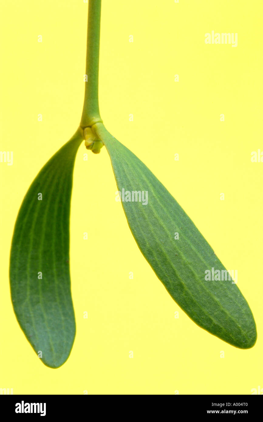 Mistletoe icon hi-res stock photography and images - Alamy