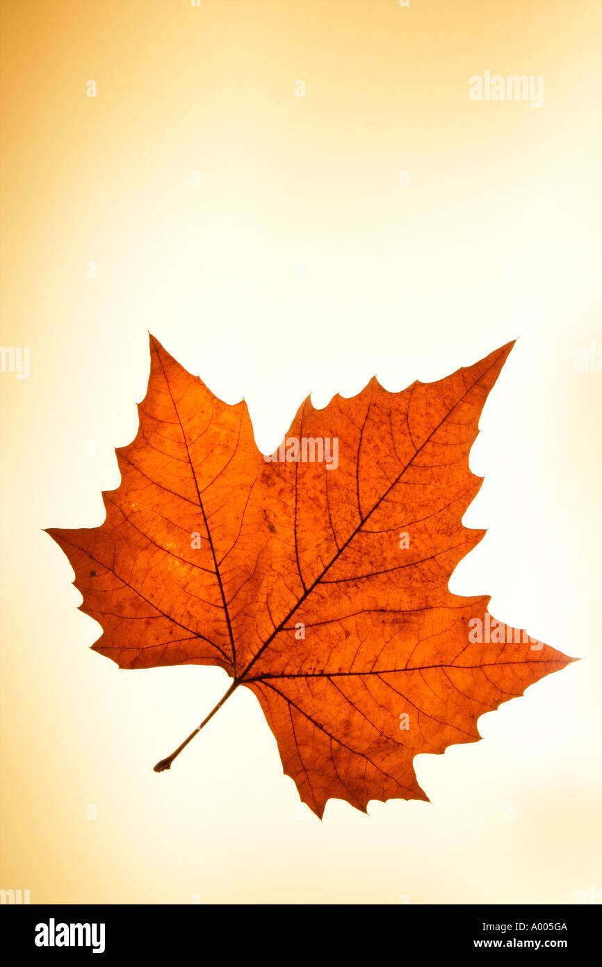 Single Maple Leaves Free Stock Photo Of Single Red Maple Leaf On Green