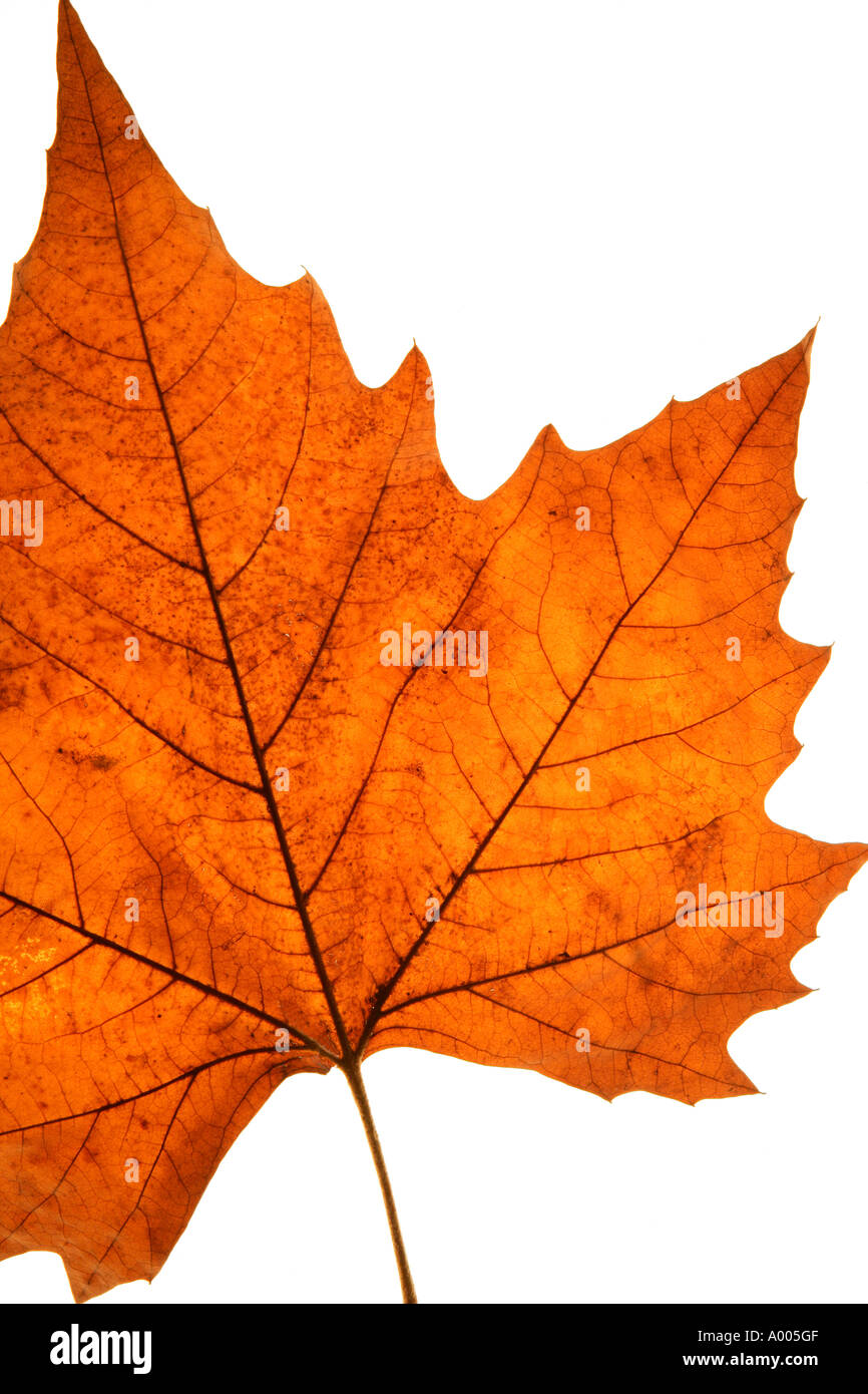 Maple Leaf on White Background Stock Photo - Alamy